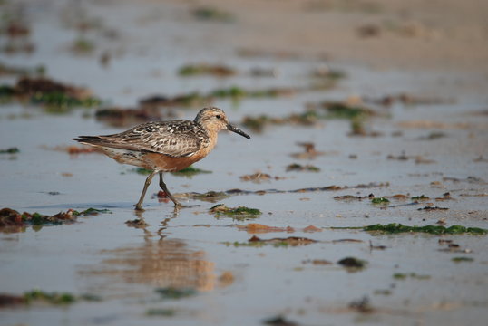 Knutt Images – Browse 72 Stock Photos, Vectors, and Video | Adobe Stock