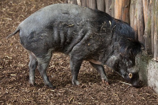 "Warty Pig" Images – Browse 267 Stock Photos, Vectors, and Video ...