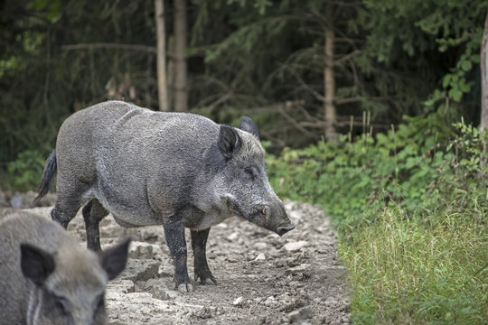 Sangliers 이미지 – 찾아보기 208 스톡 사진, 벡터 및 비디오 | Adobe Stock