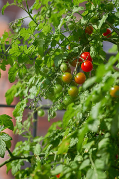 Imágenes de Tomatenstaude: descubre bancos de fotos, ilustraciones ...
