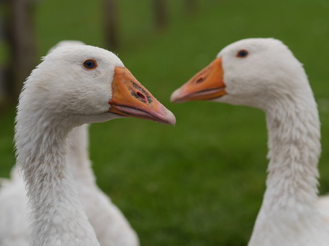 Mastgans Bilder – Durchsuchen 487 Archivfotos, Vektorgrafiken und ...