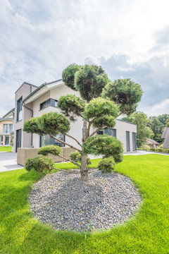 「Zierbaum」の画像 - 1,636 件の Stock 写真、ベクターおよびビデオ | Adobe Stock