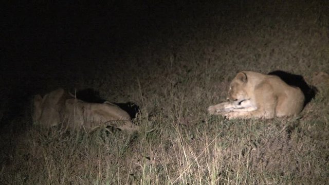 "Untamed Animal" Bilder – Durchsuchen 1,068 Archivfotos, Vektorgrafiken ...