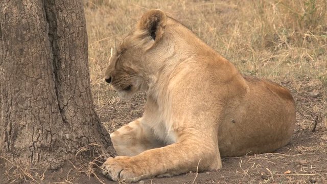 "Untamed Animal" Bilder – Durchsuchen 1,068 Archivfotos, Vektorgrafiken ...