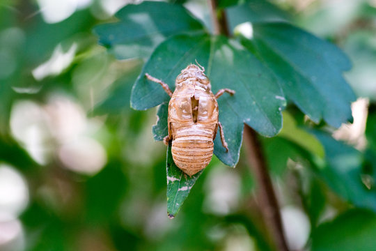 Cicadas Shell