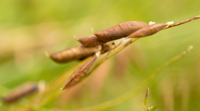 「Acacieae」の画像 - 776 件の Stock 写真、ベクターおよびビデオ | Adobe Stock