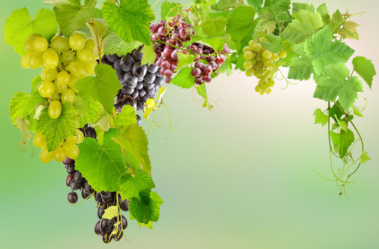 รูปภาพPampres – เลือกดูภาพถ่ายสต็อก เวกเตอร์ และวิดีโอ358 | Adobe Stock