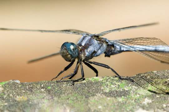 รูปภาพLibelle – เลือกดูภาพถ่ายสต็อก เวกเตอร์ และวิดีโอ13,197 | Adobe Stock