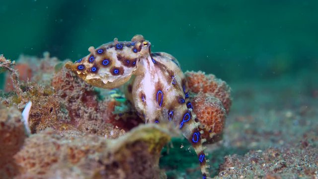 Blauring-Oktopus Bilder – Durchsuchen 723 Archivfotos, Vektorgrafiken ...