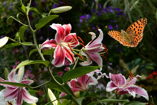 702 Images – Browse 225 Stock Photos, Vectors, and Video | Adobe Stock