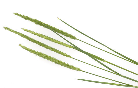 Kammgras Images – Browse 13 Stock Photos, Vectors, and Video | Adobe Stock