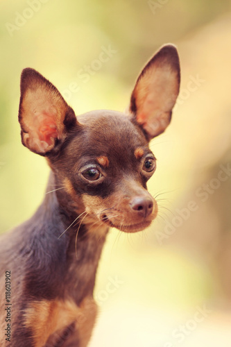 One Russian Summer - capea