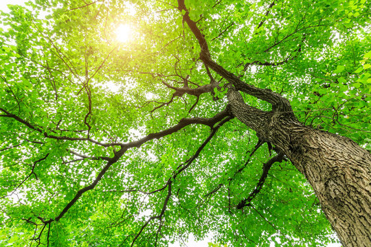 「ナンキンハゼ」の画像 - 621 件の Stock 写真、ベクターおよびビデオ | Adobe Stock