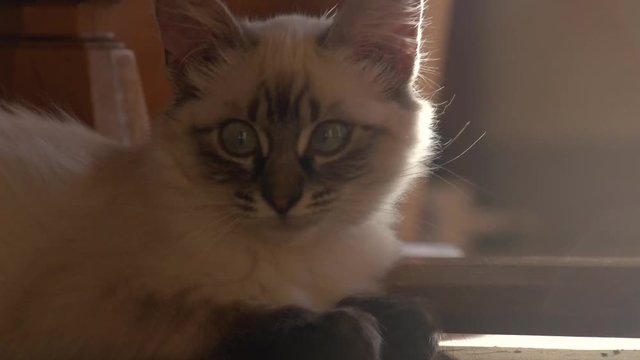 Chatton Images – Browse 258 Stock Photos, Vectors, and Video | Adobe Stock