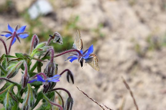 Imágenes de Boragine: descubre bancos de fotos, ilustraciones, vectores ...
