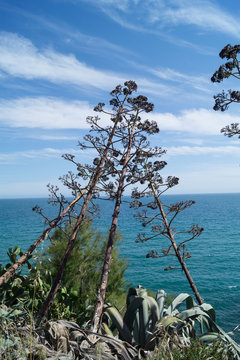 Agavee Images – Browse 1 Stock Photos, Vectors, and Video | Adobe Stock