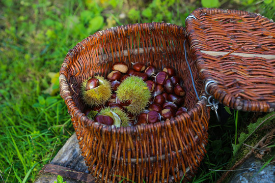 「Maron」の写真素材 | 1,363件の無料イラスト画像 | Adobe Stock