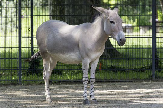 Muli Bilder – Durchsuchen 1,094 Archivfotos, Vektorgrafiken und Videos ...