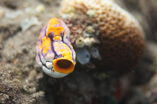 Turnicate Images – Browse 11 Stock Photos, Vectors, and Video | Adobe Stock