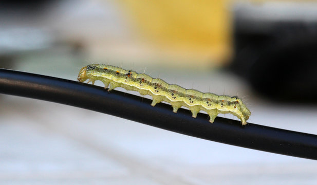 รูปภาพNoctuidae – เลือกดูภาพถ่ายสต็อก เวกเตอร์ และวิดีโอ5,836 | Adobe Stock