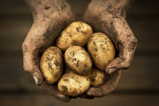 Potatis bilder – Bläddra bland 1,410,150 stockfoton, vektorer och ...
