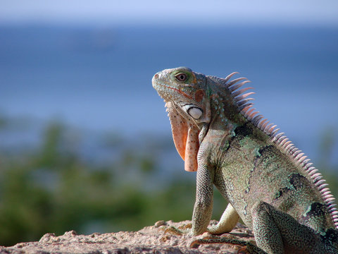 รูปภาพAcrodonta – เลือกดูภาพถ่ายสต็อก เวกเตอร์ และวิดีโอ11,557 | Adobe ...