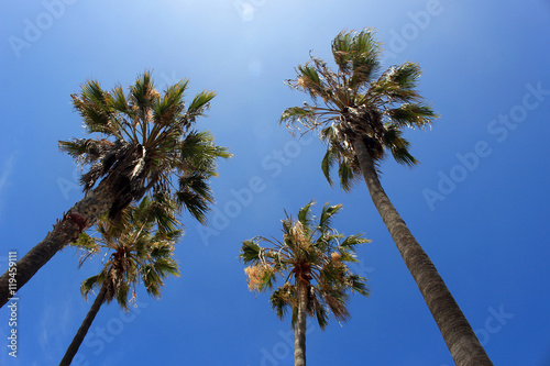 "Palme" photo libre de droits sur la banque d'images Fotolia.com ...