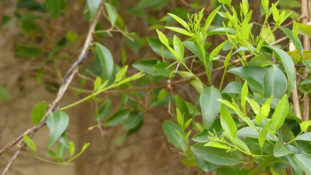 Volubile Images – Browse 208 Stock Photos, Vectors, and Video | Adobe Stock