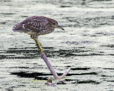 Judi Images – Browse 89 Stock Photos, Vectors, and Video | Adobe Stock