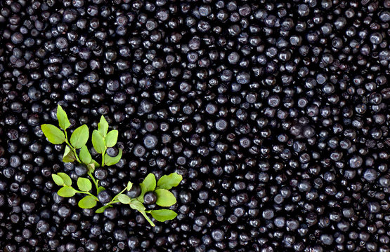 Windberry-Bilder: Stock-Fotos & -Videos. | Adobe Stock