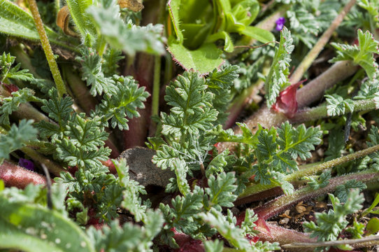 Pinwing Bilder – Durchsuchen 197 Archivfotos, Vektorgrafiken und Videos ...