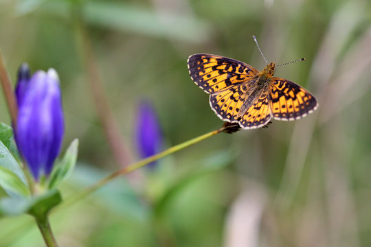 Voleter 이미지 – 찾아보기 169 스톡 사진, 벡터 및 비디오 | Adobe Stock