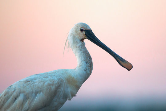 รูปภาพSpoonbill – เลือกดูภาพถ่ายสต็อก เวกเตอร์ และวิดีโอ19,538 | Adobe ...
