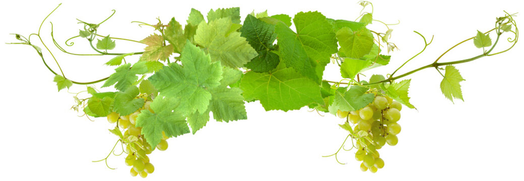 รูปภาพPampres – เลือกดูภาพถ่ายสต็อก เวกเตอร์ และวิดีโอ436 | Adobe Stock