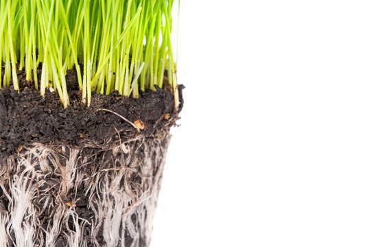 Grassroots Images – Browse 797 Stock Photos, Vectors, and Video | Adobe ...