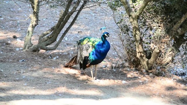 Phasianinae bilder – Bläddra bland 513 stockfoton, vektorer och videor ...