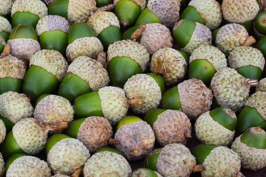 Buchennüsse Bilder – Durchsuchen 673 Archivfotos, Vektorgrafiken und ...