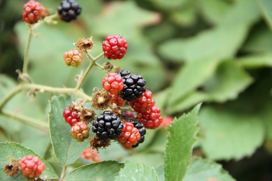 Brombeerhecke 이미지 – 찾아보기 80 스톡 사진, 벡터 및 비디오 | Adobe Stock