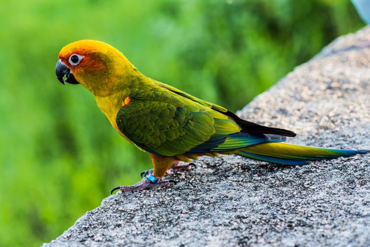 รูปภาพParot – เลือกดูภาพถ่ายสต็อก เวกเตอร์ และวิดีโอ553 | Adobe Stock