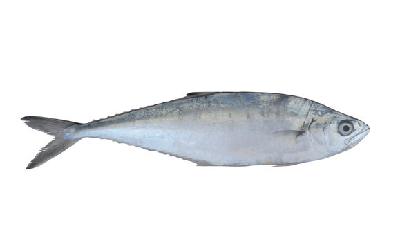 รูปภาพQueenfish – เลือกดูภาพถ่ายสต็อก เวกเตอร์ และวิดีโอ117 | Adobe Stock