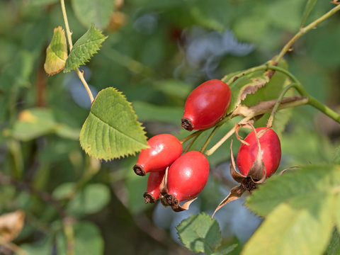 รูปภาพHiffen – เลือกดูภาพถ่ายสต็อก เวกเตอร์ และวิดีโอ326 | Adobe Stock