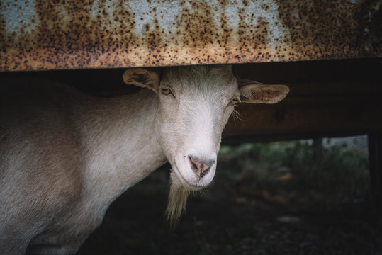 Scapegoat Images – Browse 723 Stock Photos, Vectors, and Video | Adobe ...