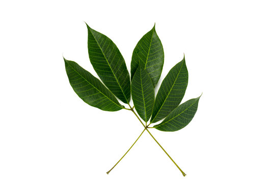 Rubber Tree Leaves Images – Browse 41,354 Stock Photos, Vectors, and ...