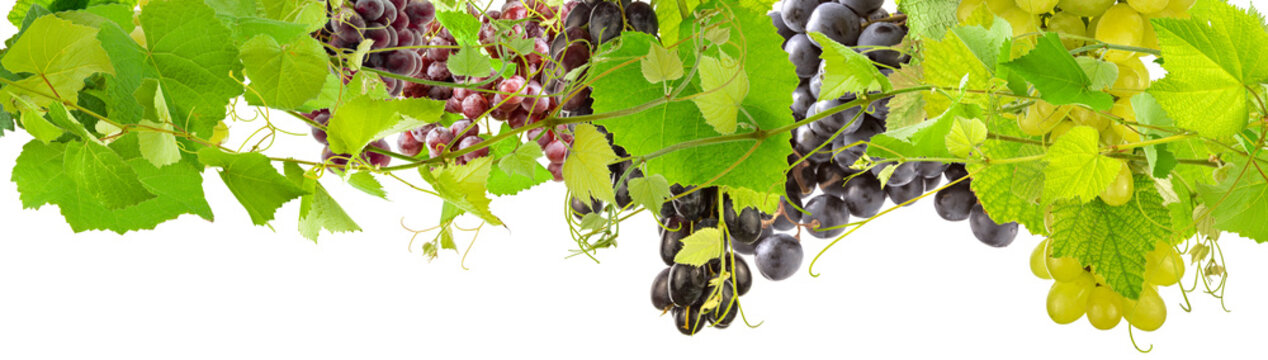 「Pampres」の写真素材 | 423件の無料イラスト画像 | Adobe Stock