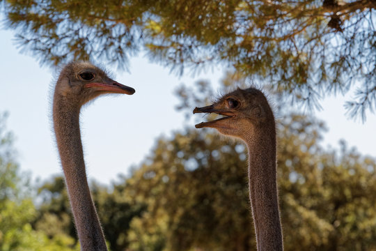 Autruches Images – Browse 153 Stock Photos, Vectors, and Video | Adobe ...