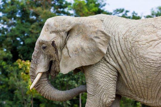 「Elepant」の画像 - 206 件の Stock 写真、ベクターおよびビデオ | Adobe Stock