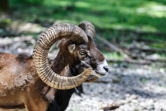 รูปภาพOvis – เลือกดูภาพถ่ายสต็อก เวกเตอร์ และวิดีโอ39,682 | Adobe Stock