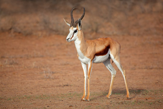 Springbok South Africa Images – Browse 7,660 Stock Photos, Vectors, and ...