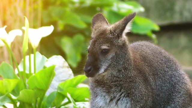 "Dama Wallaby" Images – Browse 635 Stock Photos, Vectors, and Video ...
