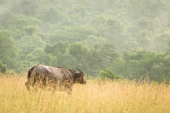 Douli bilder – Bläddra bland 12 stockfoton, vektorer och videor | Adobe ...